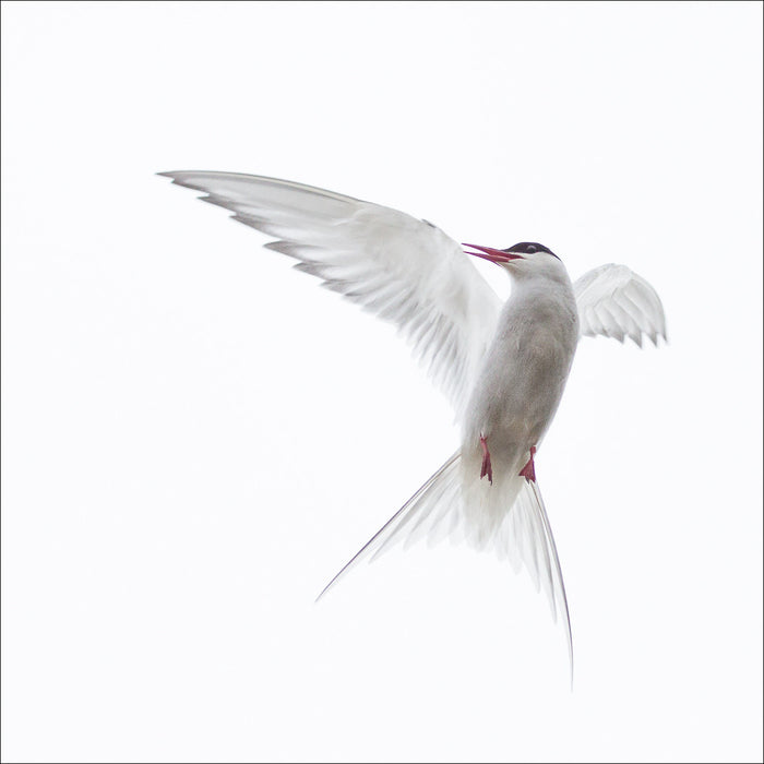 Gillian Morgan – Obsidian Art